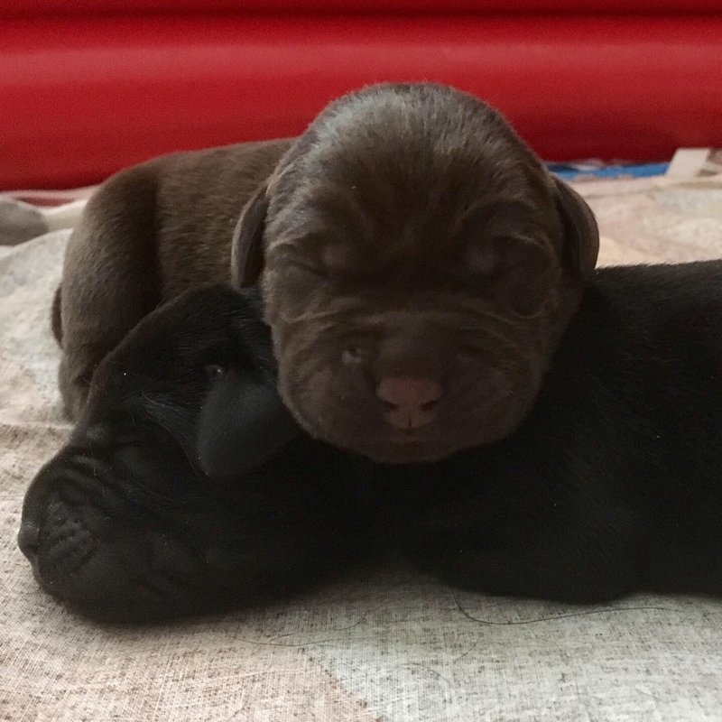 Labrador Retriever - Valpar/omplacering